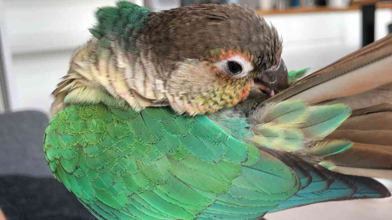 Signs That Your Parrot Likes You | Poodles and Parrots